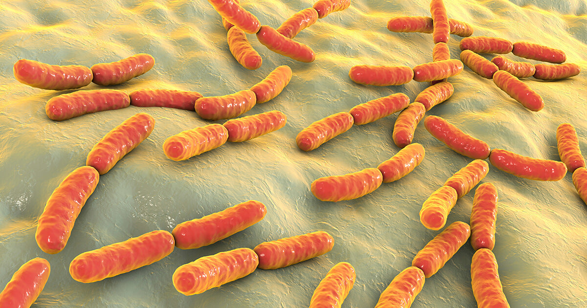 Know-How to Choose the Right Probiotic Supplement – Setu Nutrition